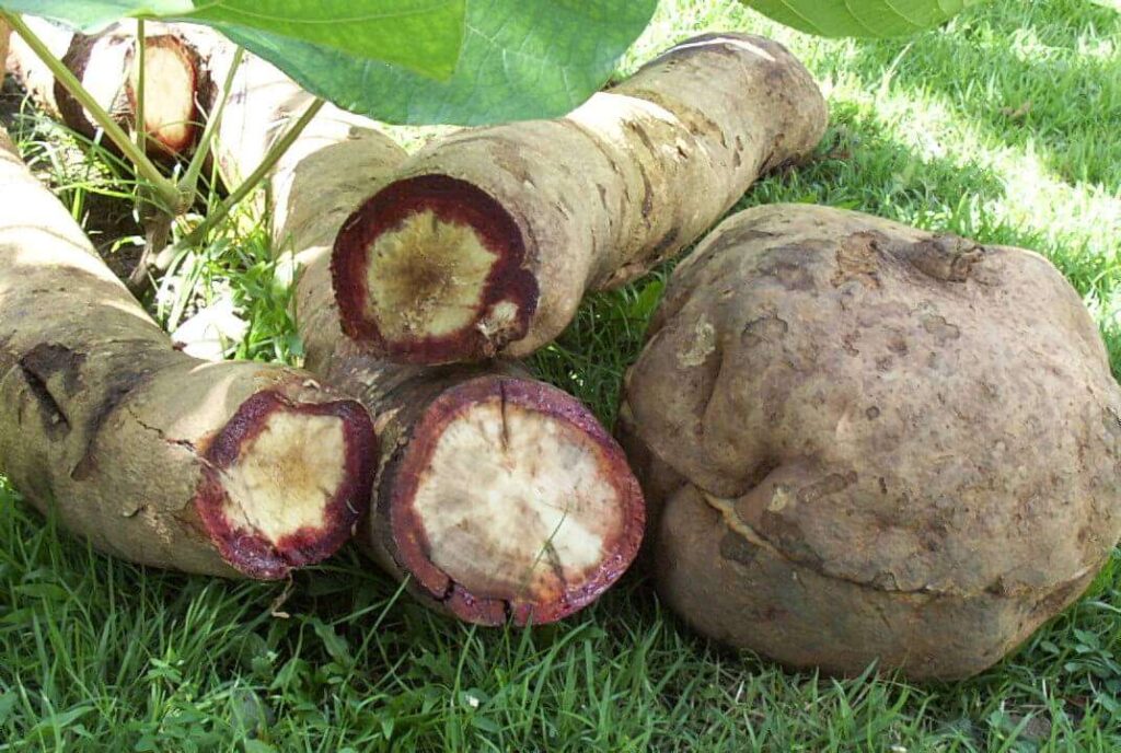 Catuaba – Improved Sexual Health for Men - Vitroman Mens Health